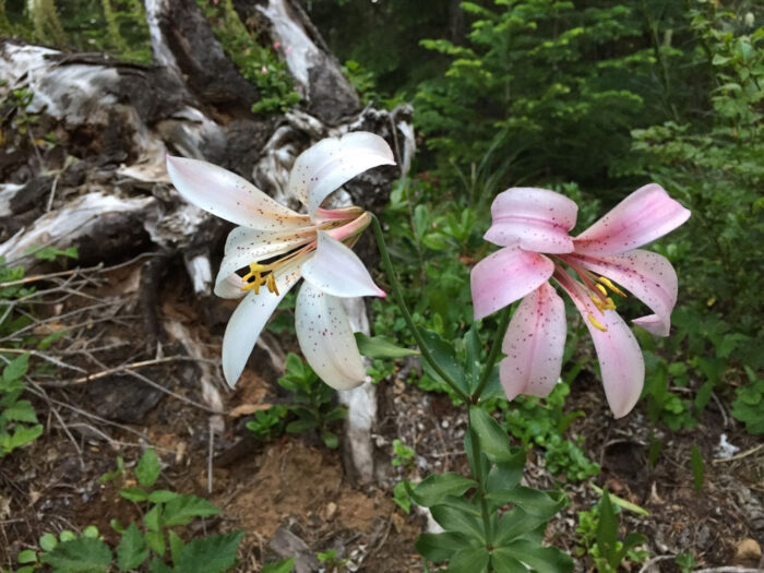 Camp Pioneer | Cascade Pacific Council, Scouting America